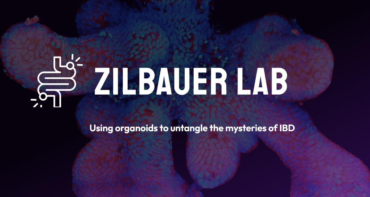 Zilbauer Lab